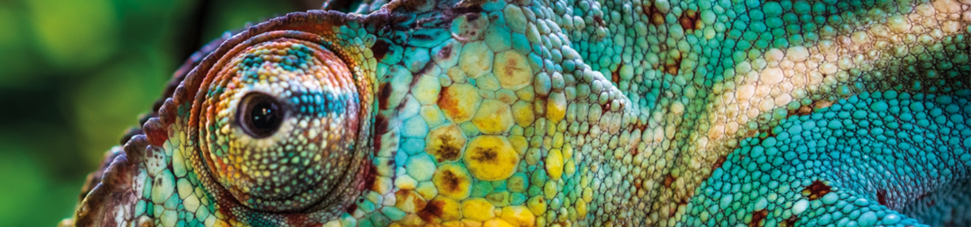 BBC: Exploring wildlife through gaming | Thinklab | University of Salford